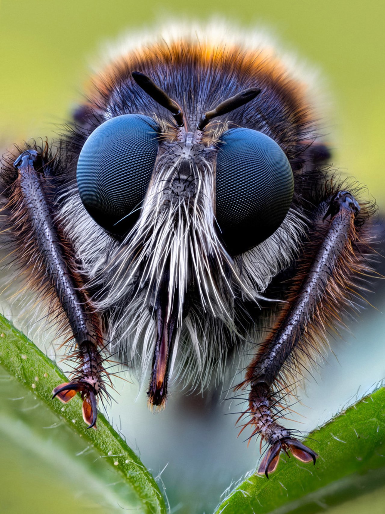 John Hallmén – Arthropoda | Konstguiden